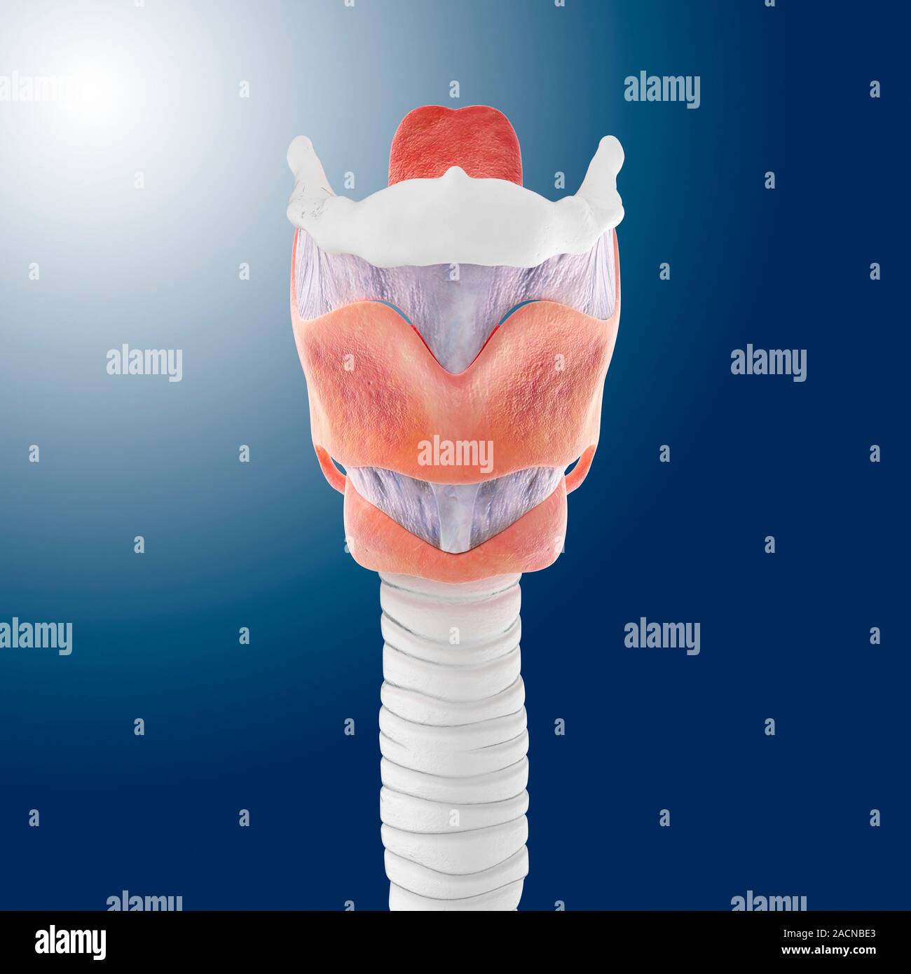 Healthy larynx, computer artwork. At centre is the larynx (purple/grey ...