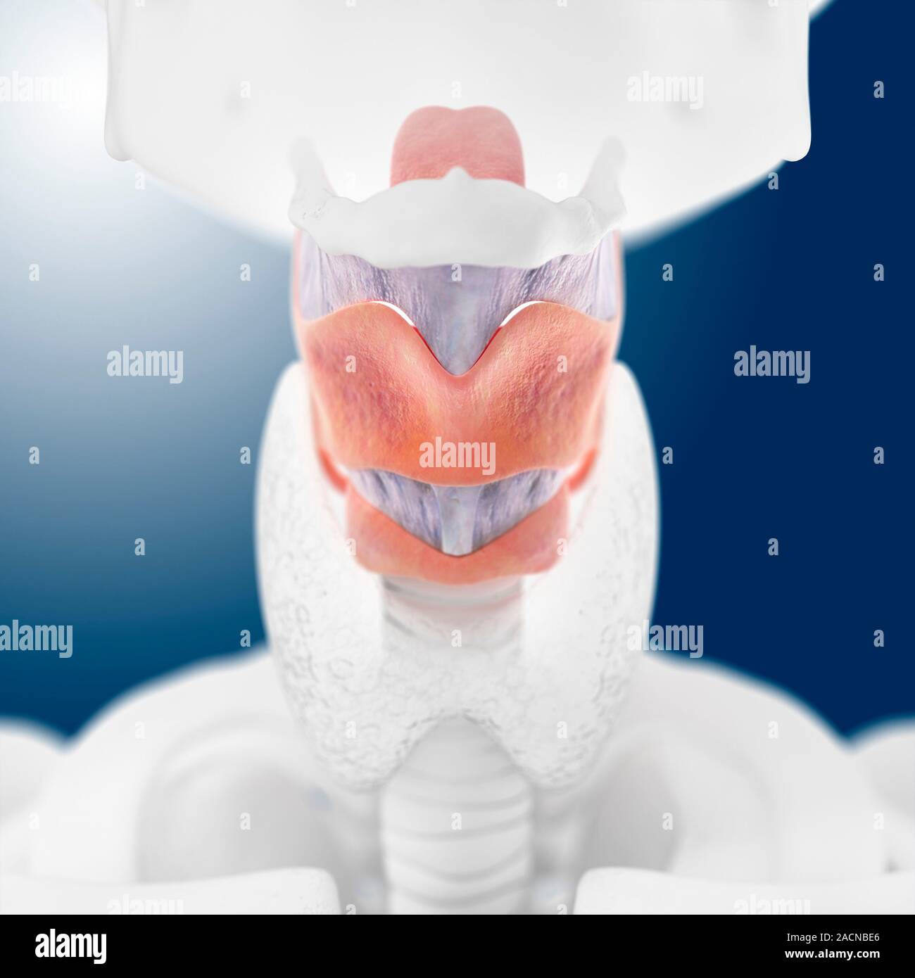 Healthy larynx and thyroid, computer artwork. At centre is the larynx ...