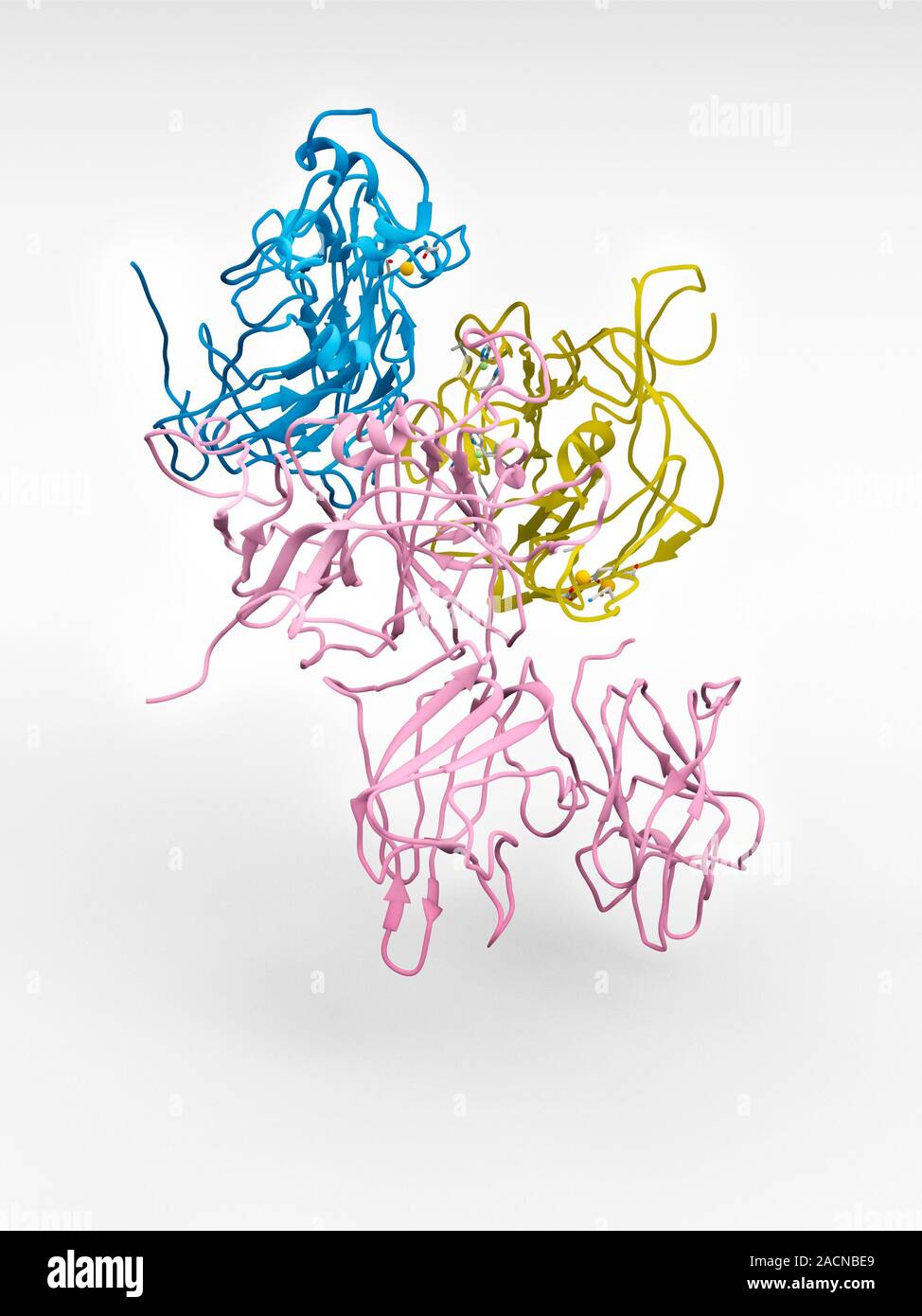 Blood clotting factor VIII, molecular model showing the secondary ...