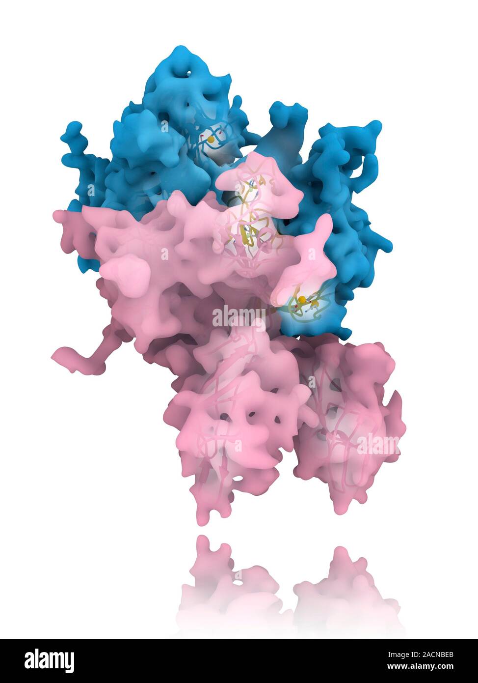 Blood clotting factor VIII, molecular model. Factor VIII, also known as ...