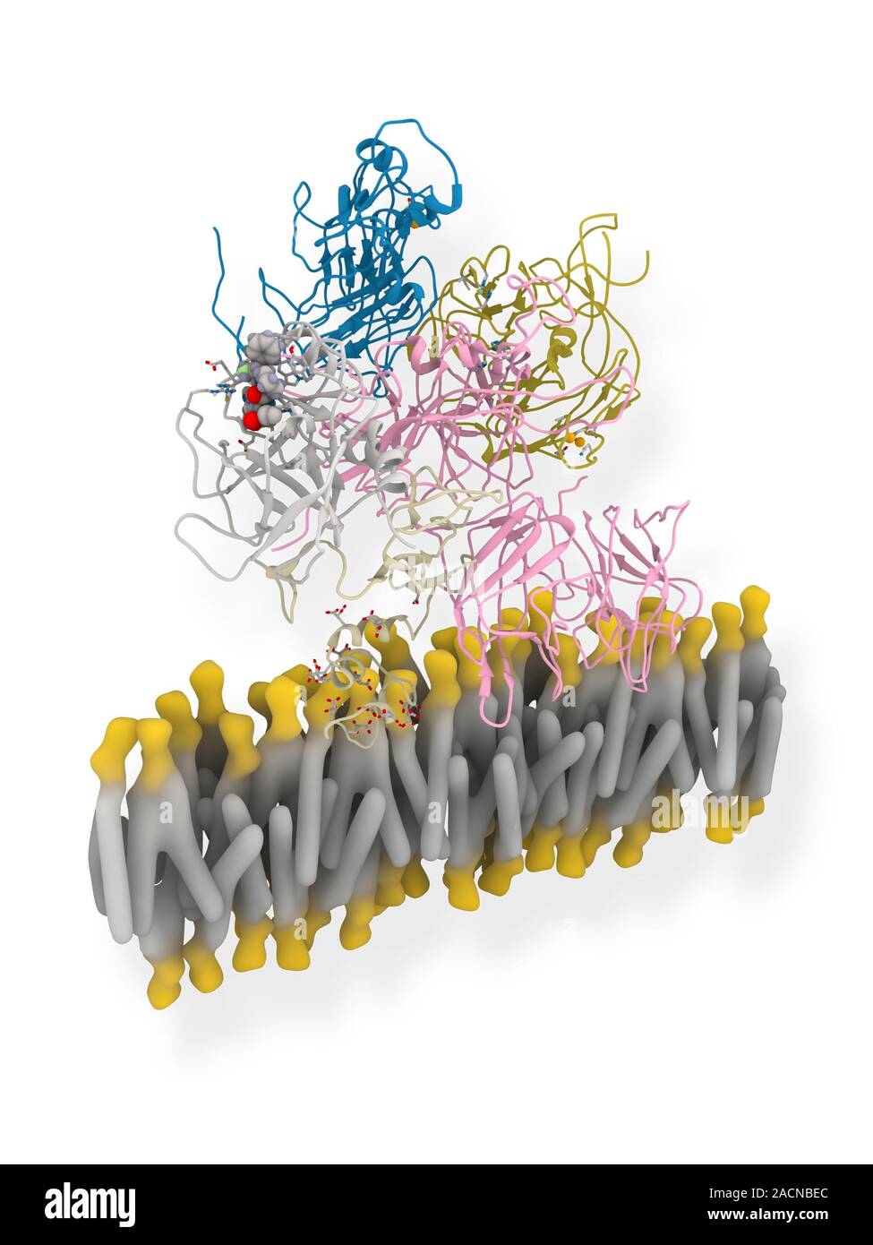 Coagulation factor complex molecule. Molecular model showing the ...