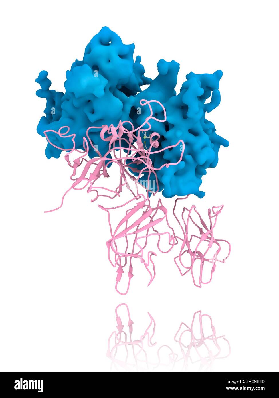 Blood clotting factor VIII, molecular model showing the secondary ...