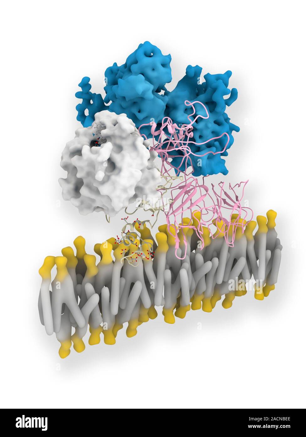 Coagulation factor complex molecule. Molecular model showing the ...