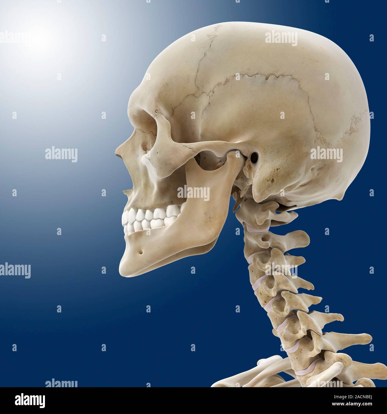 Human skull, computer artwork Stock Photo - Alamy