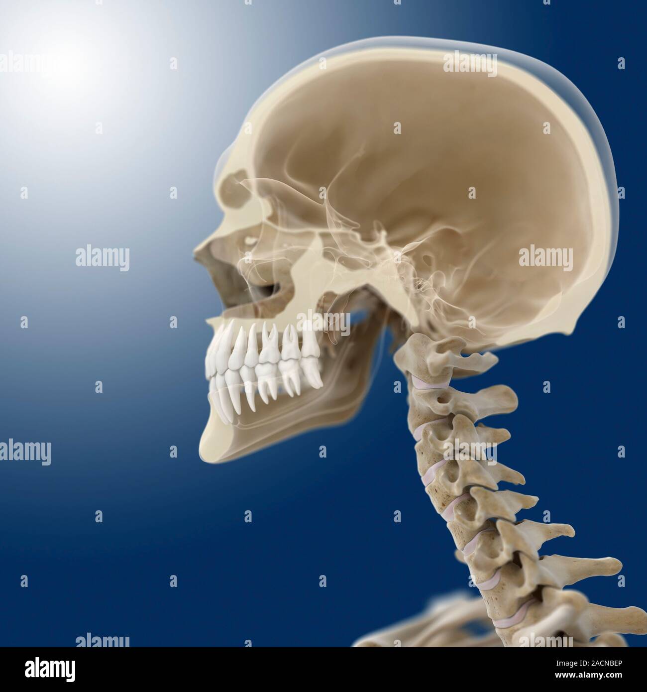 Human skull, computer artwork Stock Photo - Alamy