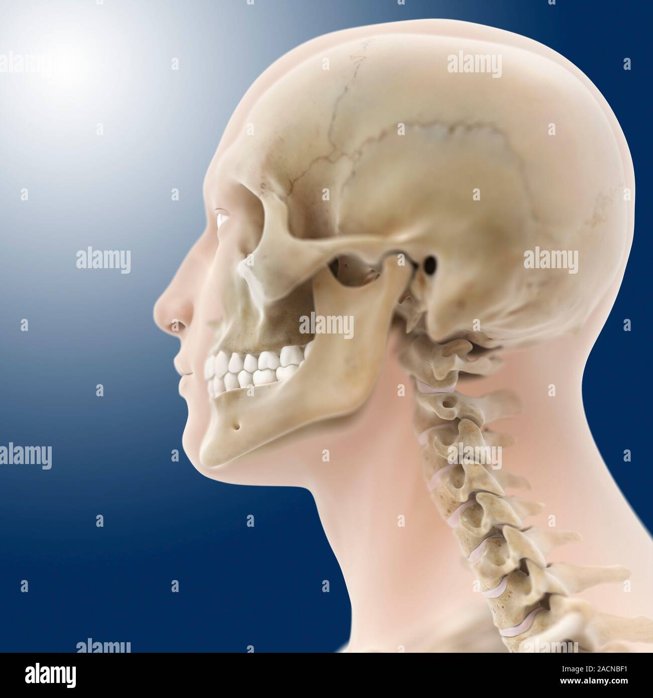 Human skull, computer artwork Stock Photo - Alamy