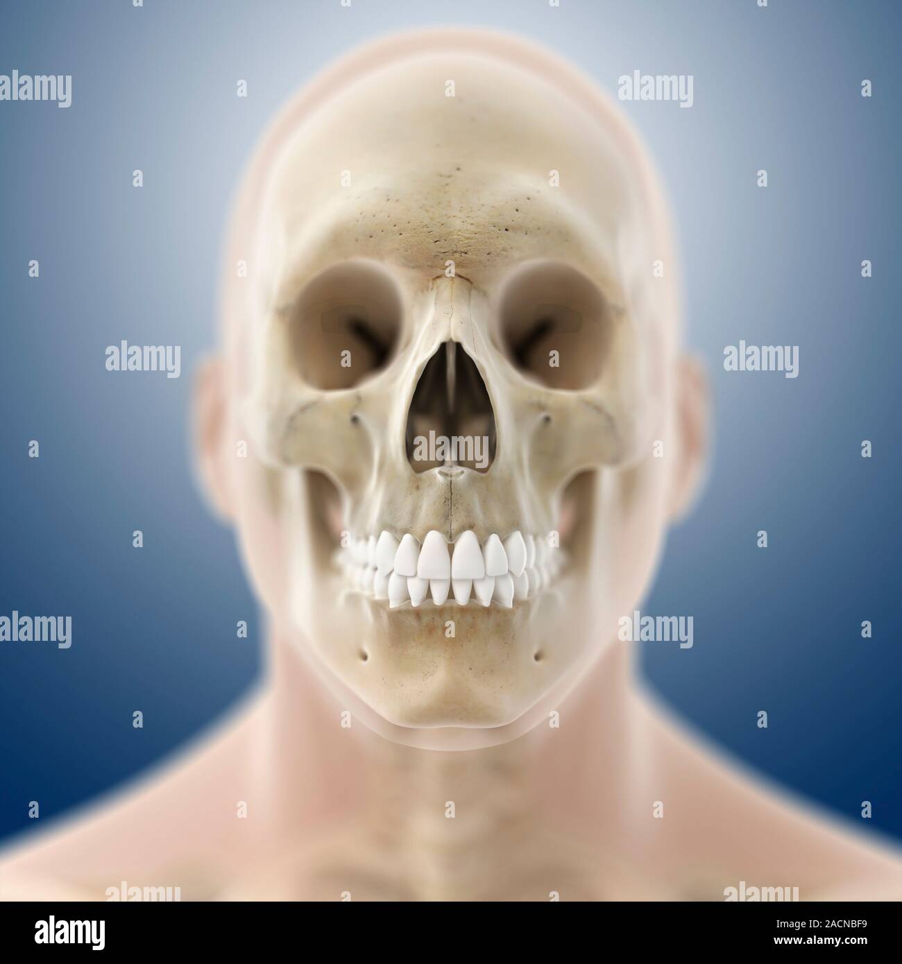 Human skull, computer artwork Stock Photo - Alamy