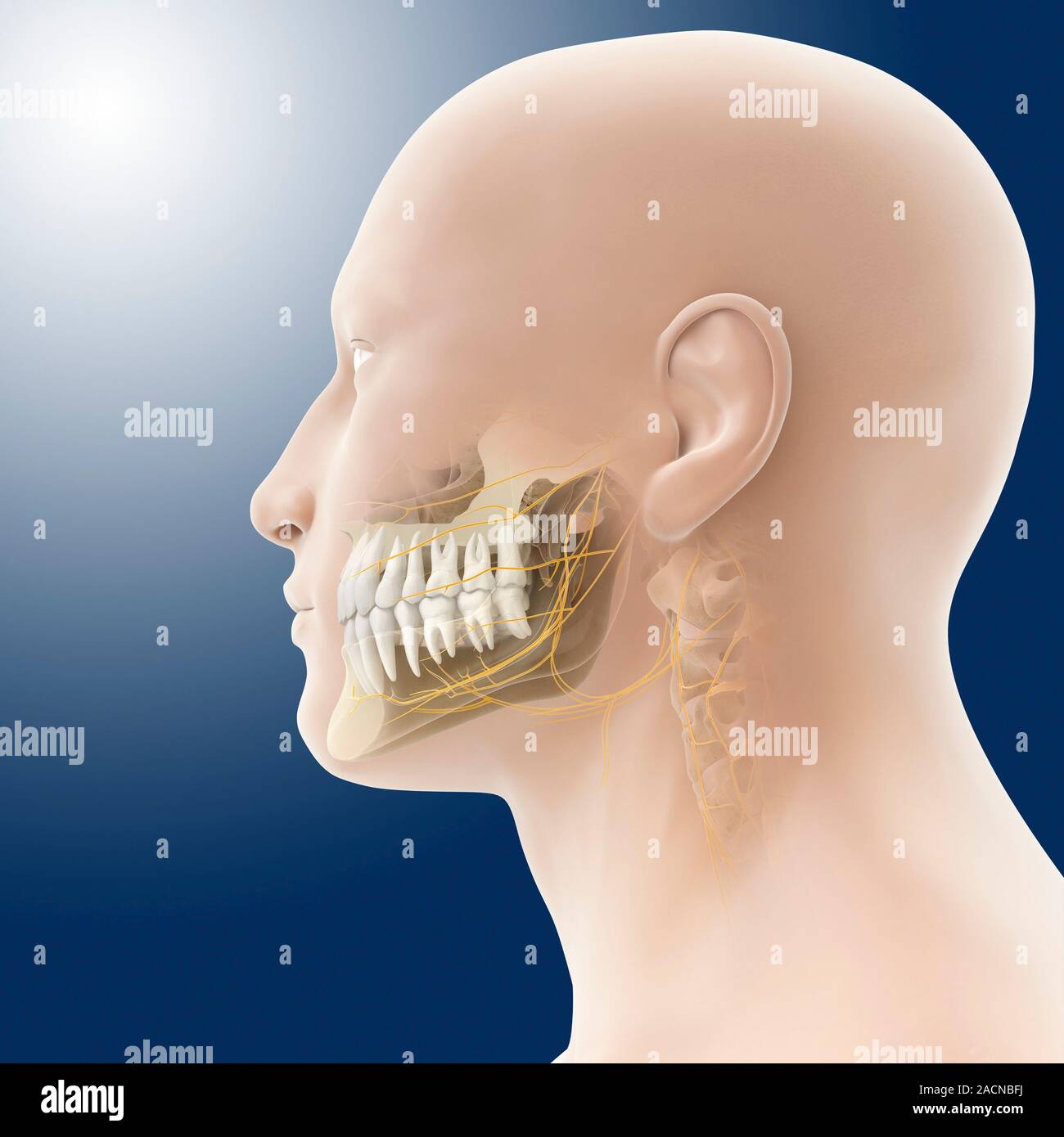 Human jaw. Computer artwork showing the human jaw, with teeth and ...