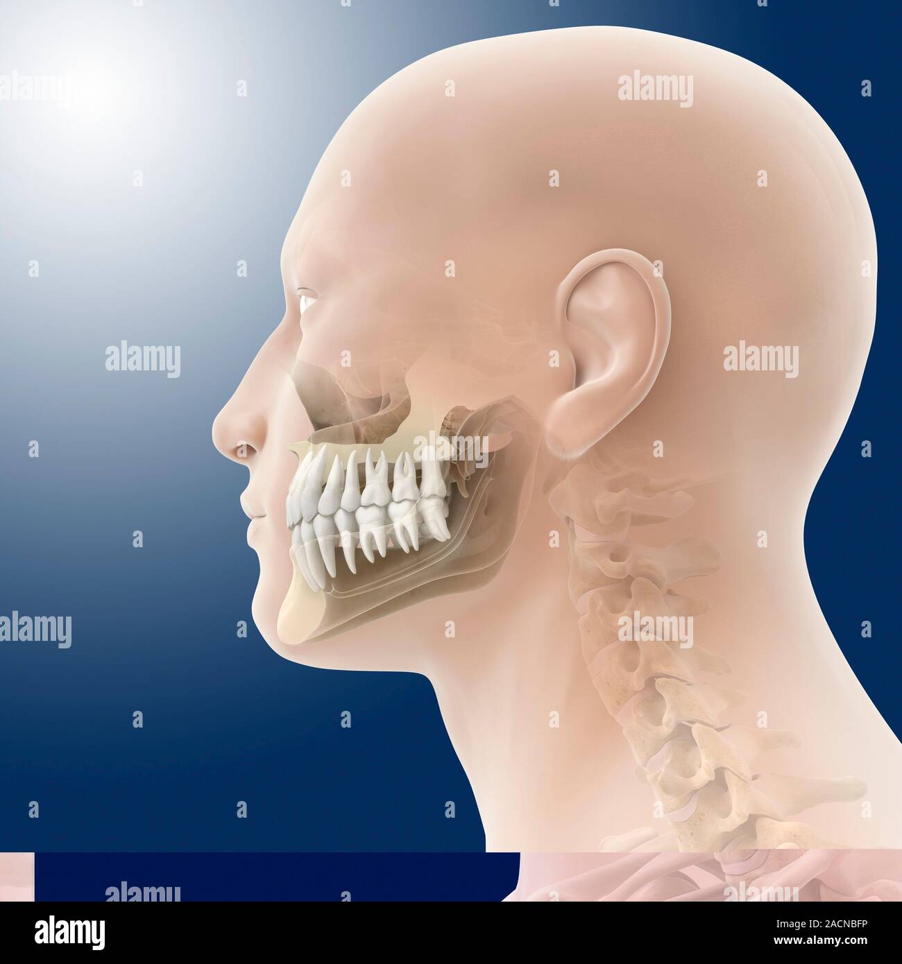 Human jaw, computer artwork Stock Photo - Alamy