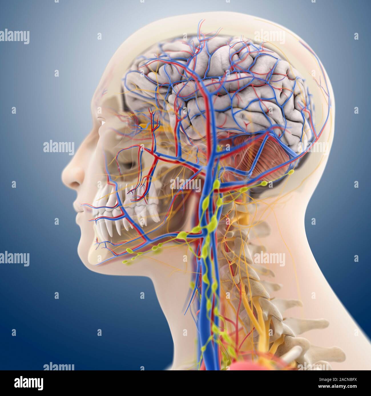 Head and neck anatomy, computer artwork. The skull is cut-away to show ...