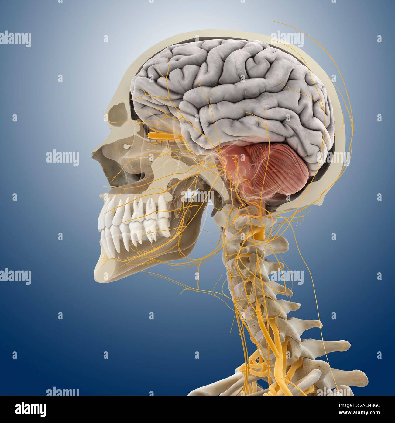 Cerebellar Cortex Anatomy