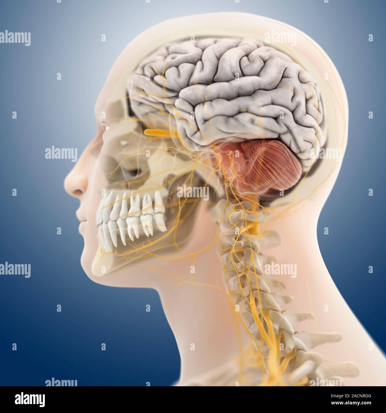 Head and neck anatomy, computer artwork. The skull is cut-away to show ...