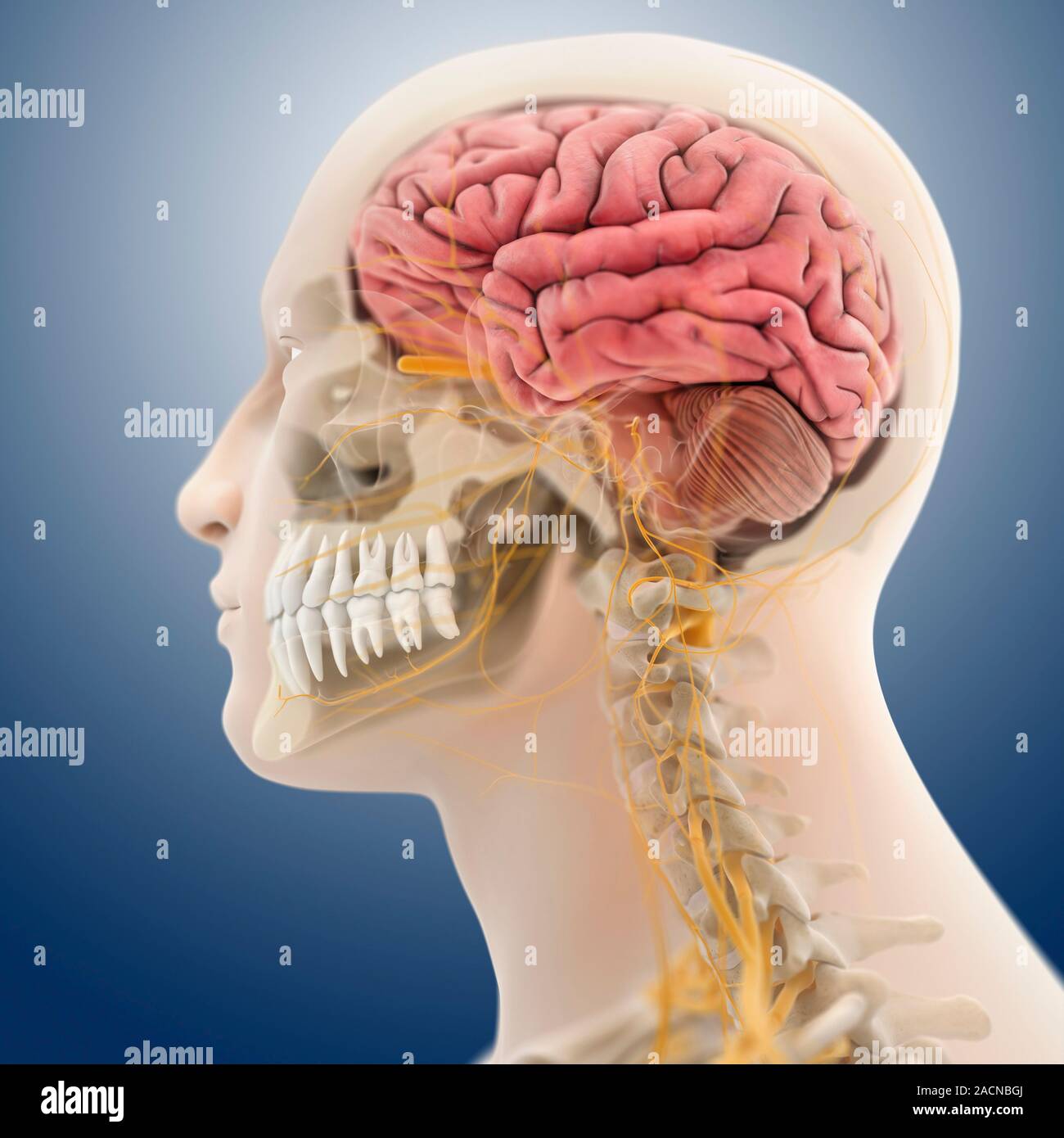 Head and neck anatomy, computer artwork. The skull is cut-away to show ...