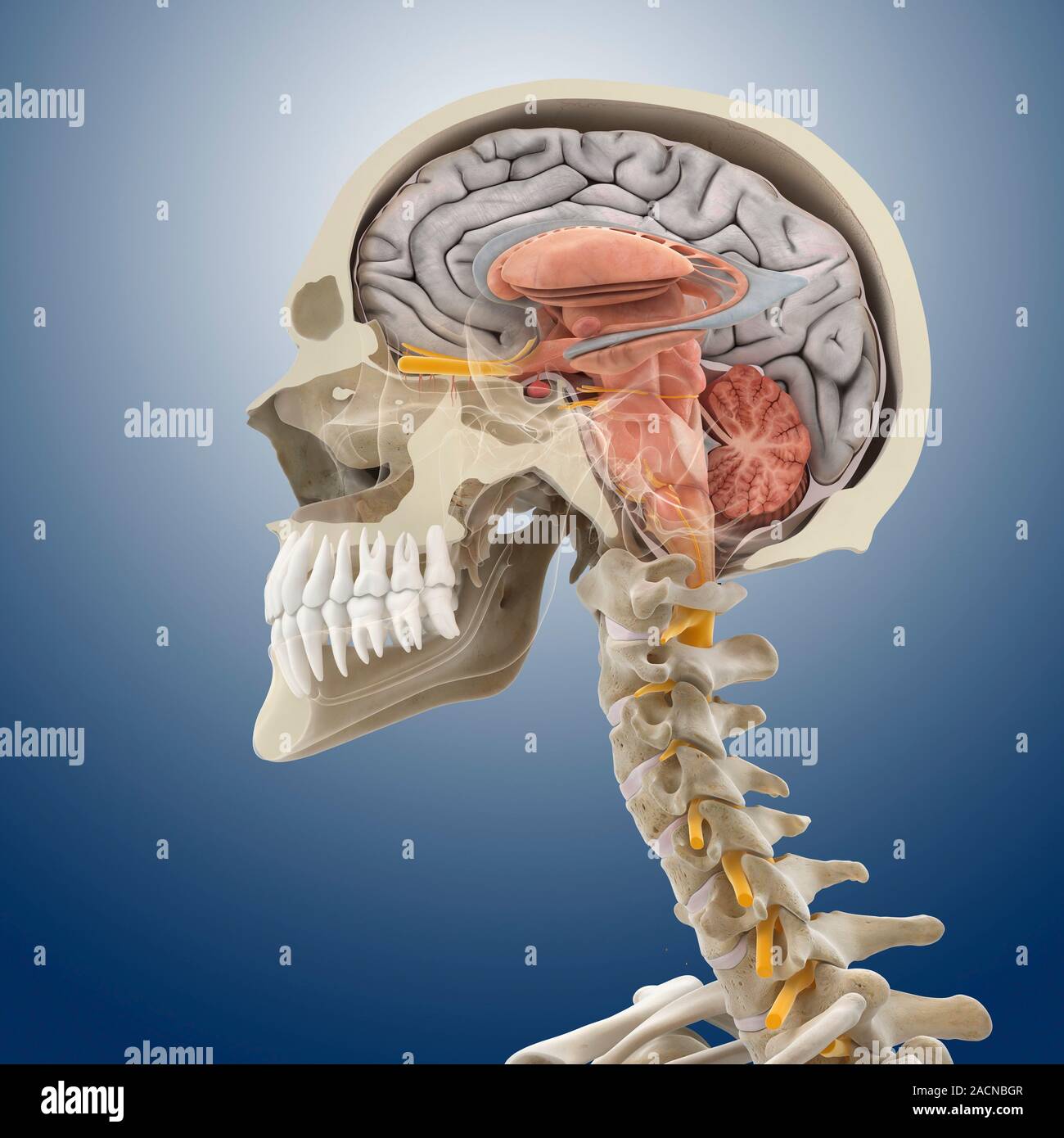 Head and neck anatomy, computer artwork. The skull is cut-away to show ...