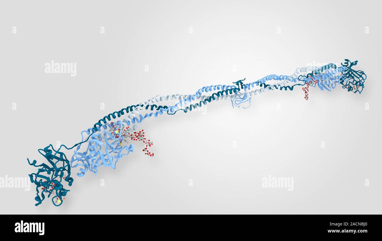 Fibrinogen. Molecular model showing the secondary structure of the ...