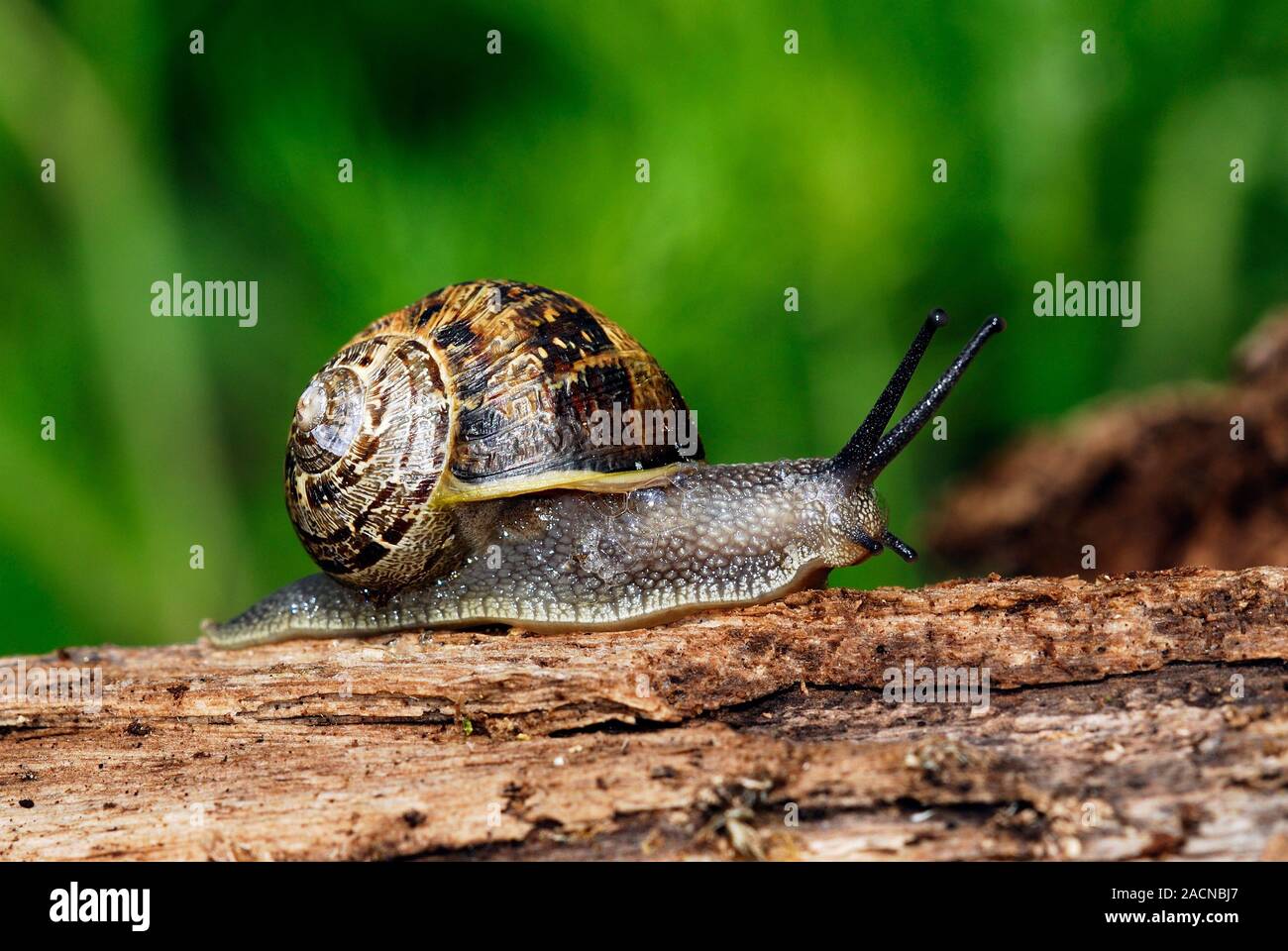 Garden snail on a rotting piece of wood. Garden snails (Helix aspersa ...