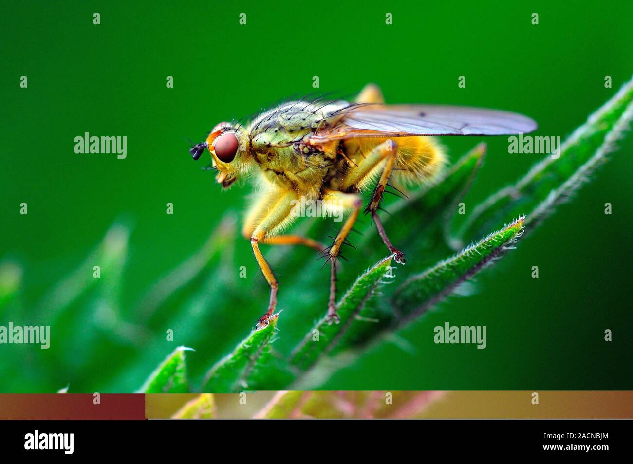 Yellow dung fly. Male yellow dung fly (Scathophaga stercoraria) on a ...