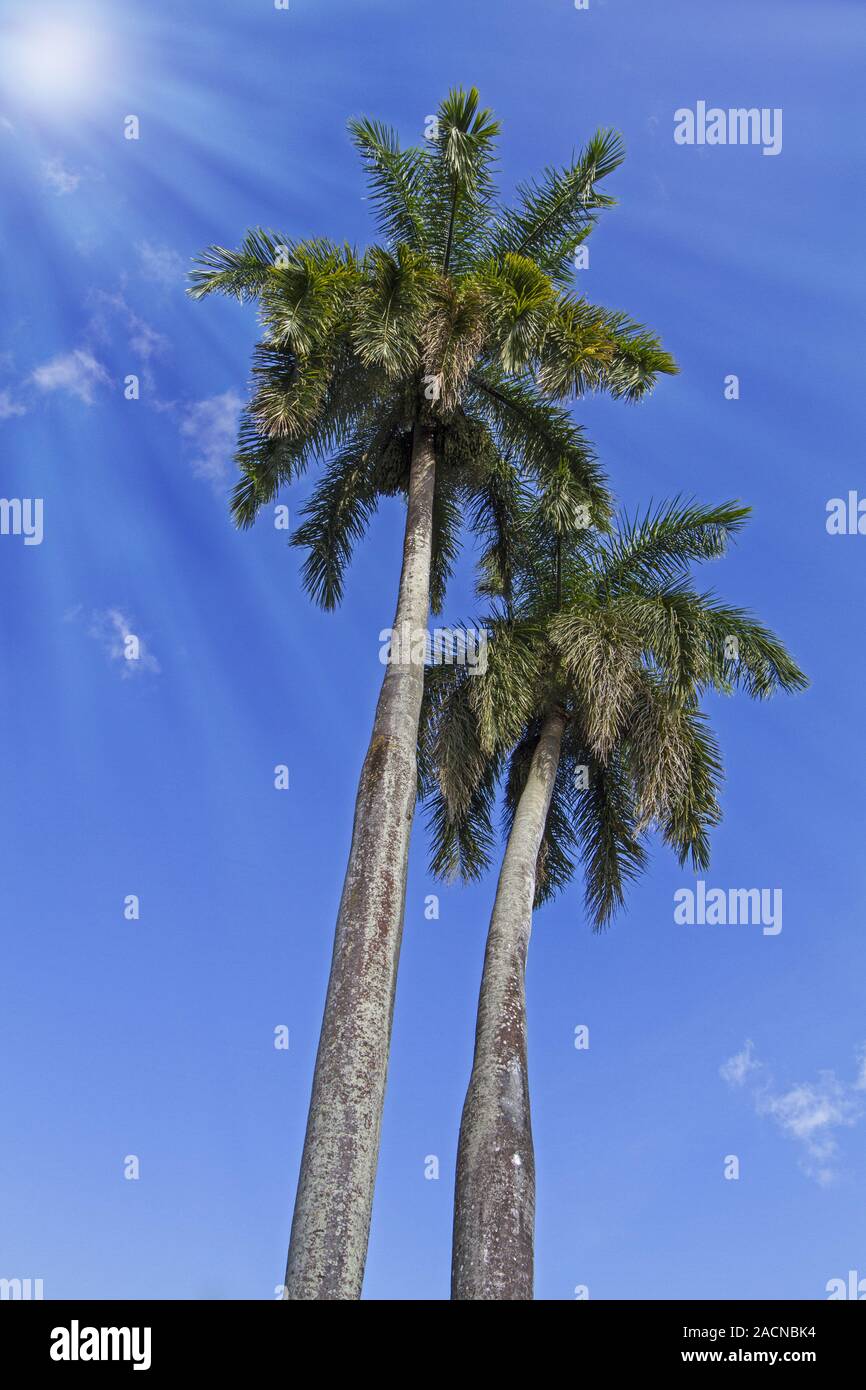 King palms hi-res stock photography and images - Alamy