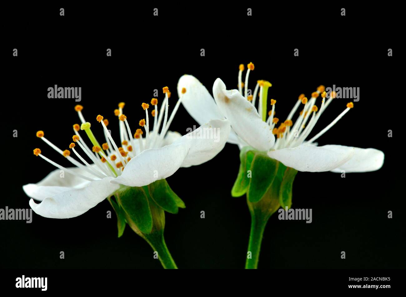 Wild Cherry (Prunus avium), also known as Gean, flowering in Spring ...