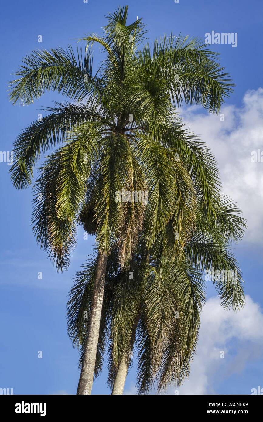 King palms on the Caribbean island of Cuba Stock Photo - Alamy
