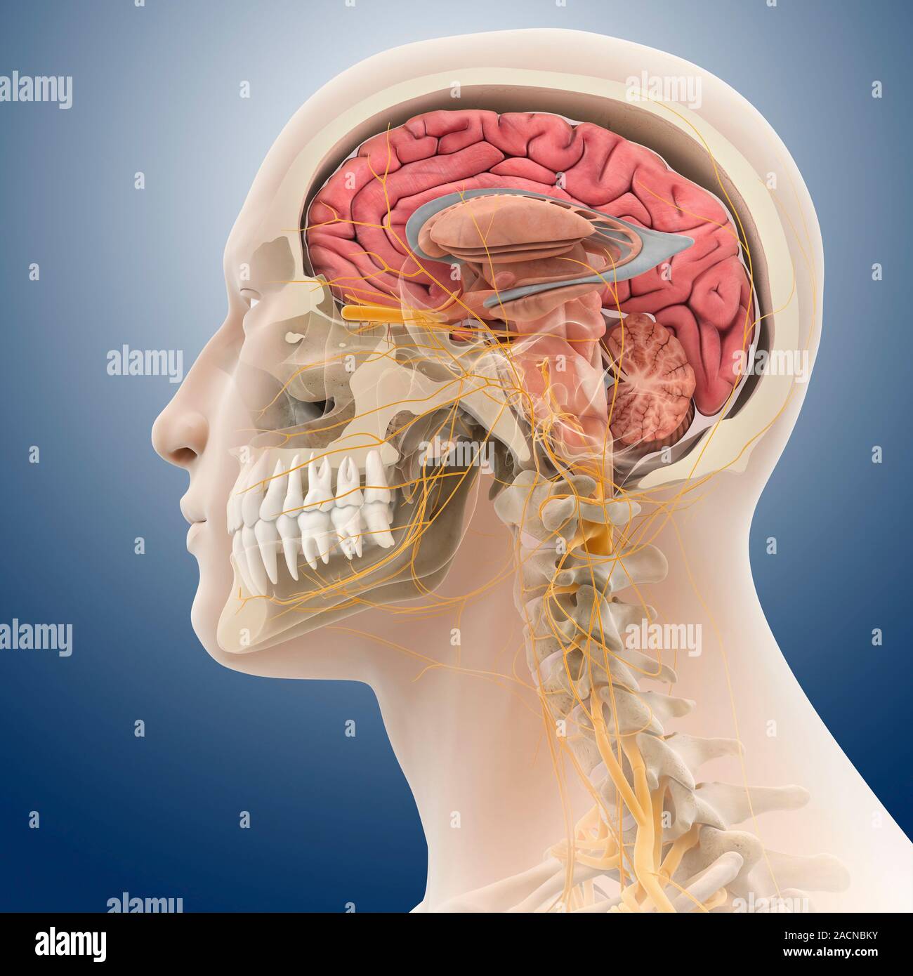 Head and neck anatomy, computer artwork. The skull is cut-away to show ...