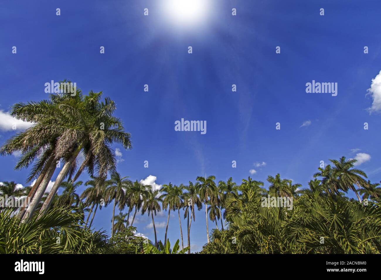 King palms on the Caribbean island of Cuba Stock Photo - Alamy