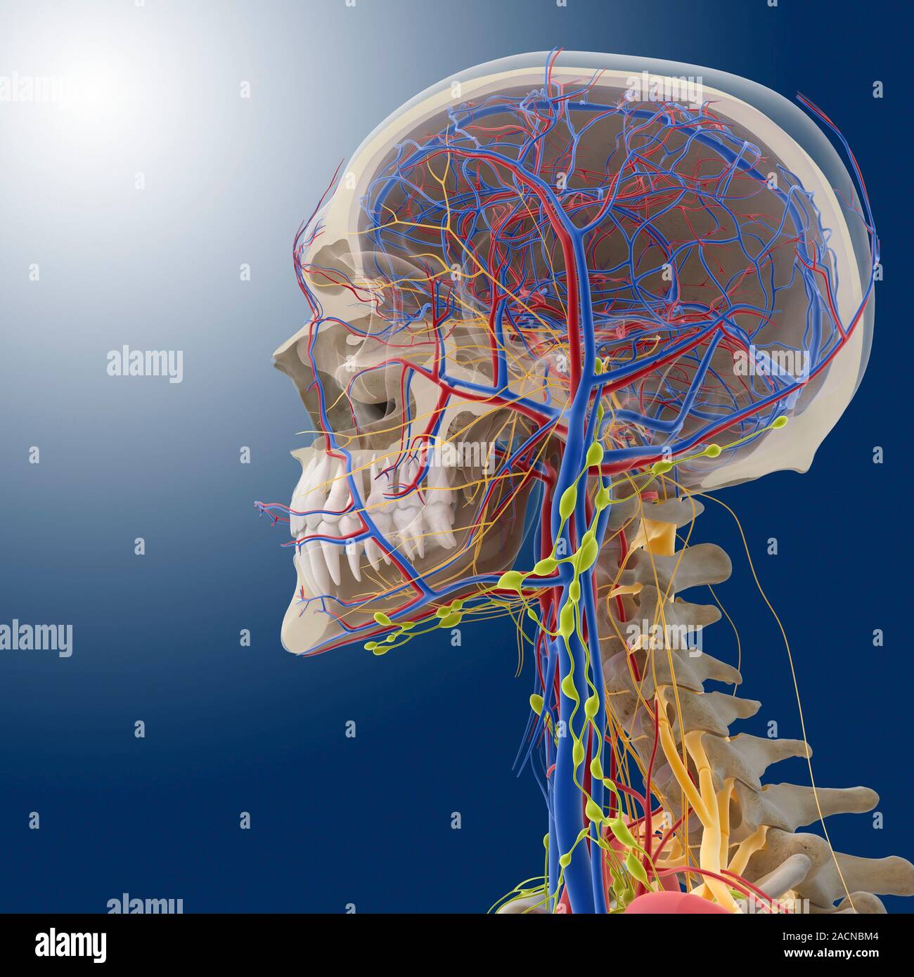 Head and neck anatomy, computer artwork. Arteries are red, veins are ...
