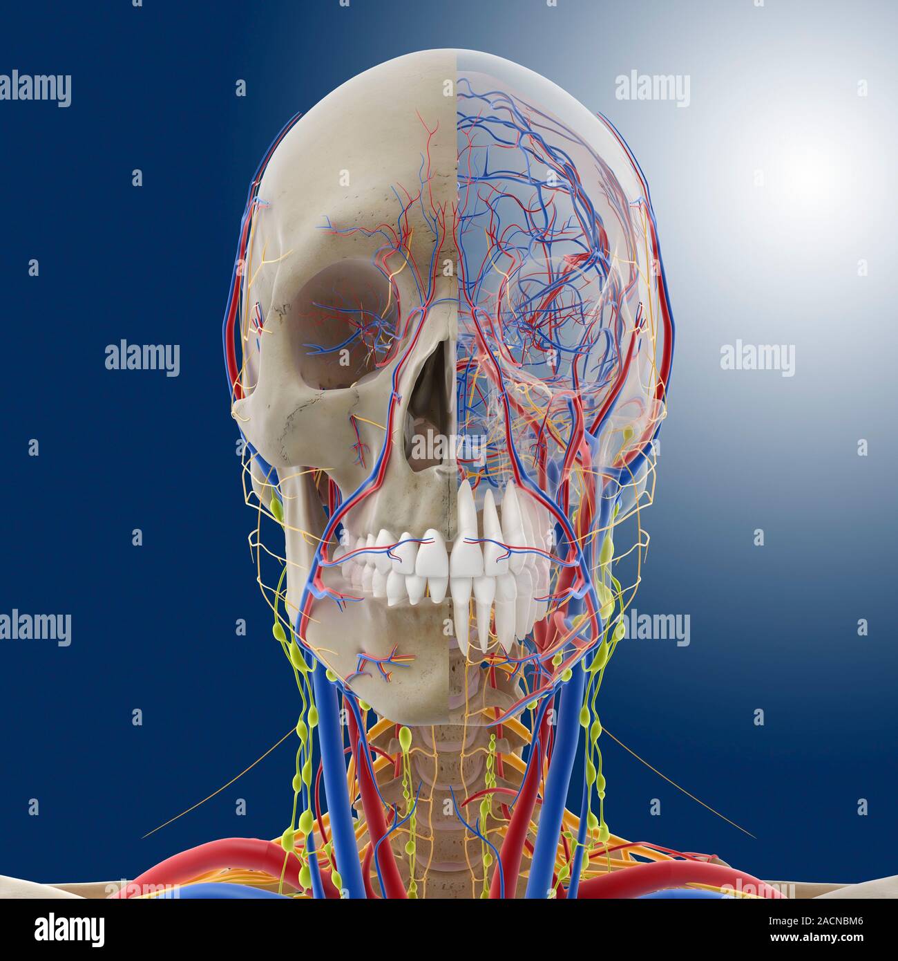 Head and neck anatomy, computer artwork. Arteries are red, veins are ...