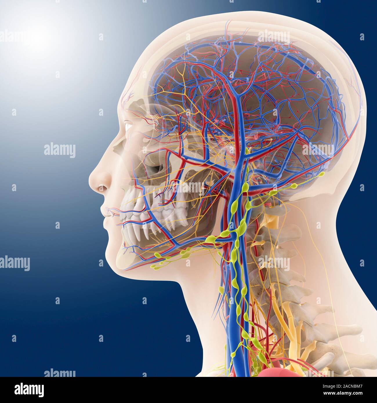 Head and neck anatomy, computer artwork. Arteries are red, veins are ...