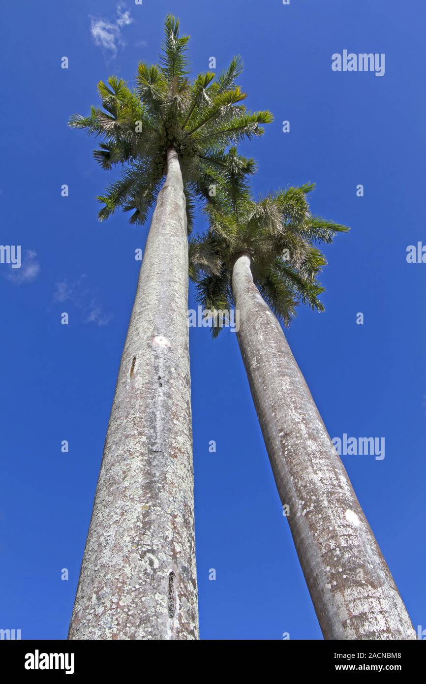King palms on the Caribbean island of Cuba Stock Photo - Alamy