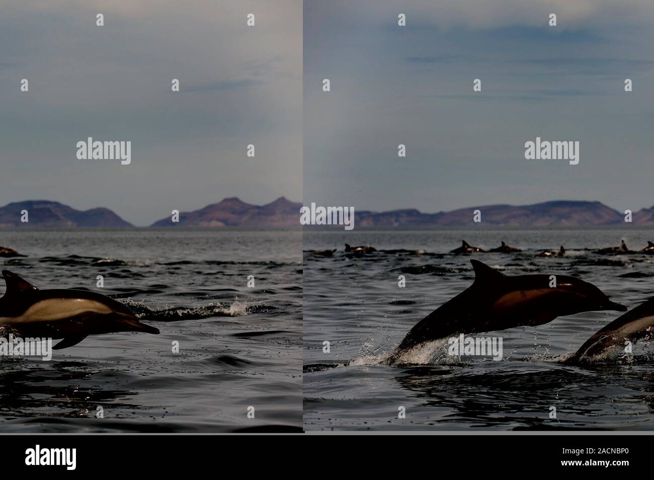 Short-beaked common dolphins. Pair of short-beaked common dolphins ...