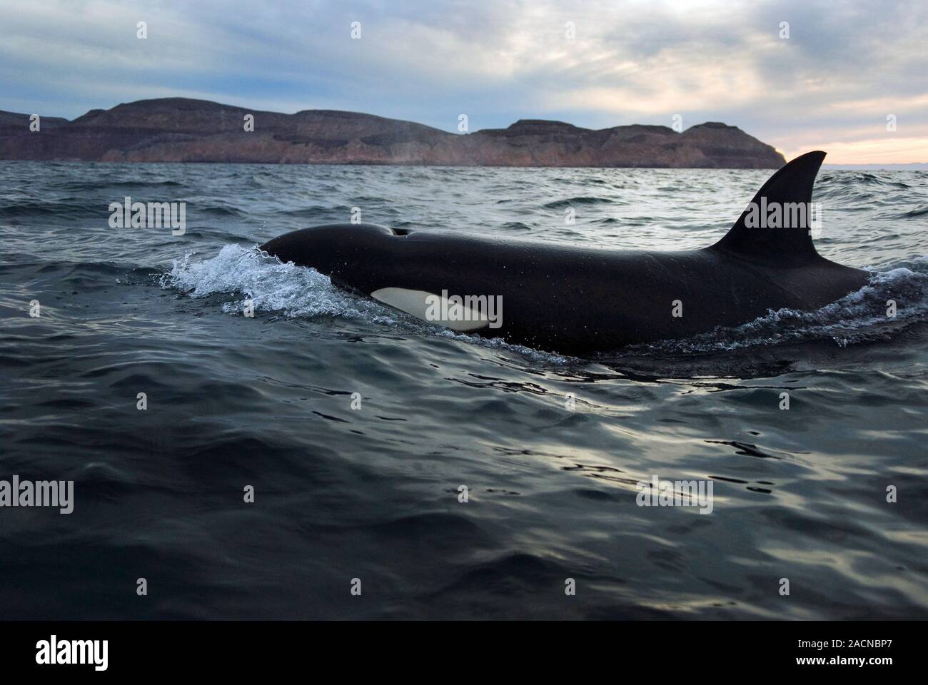Killer whale. Young killer, or orca, whale (Orcinus orca) surfacing at ...