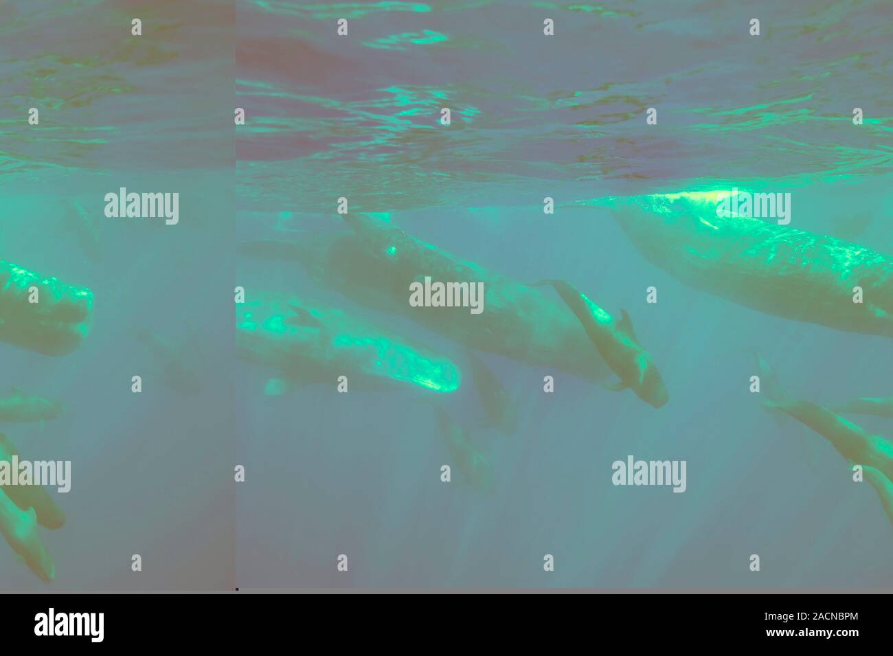 Whales swimming. Sperm whales (Physeter macrocephalus, large) swimming ...