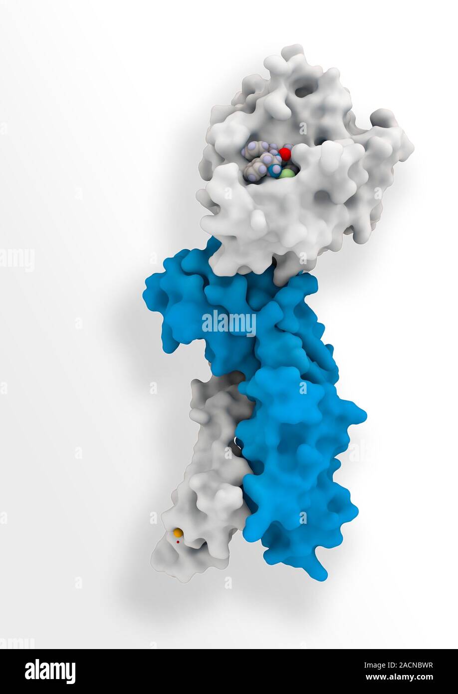 Coagulation factor complex molecule. Molecular model showing a blood ...