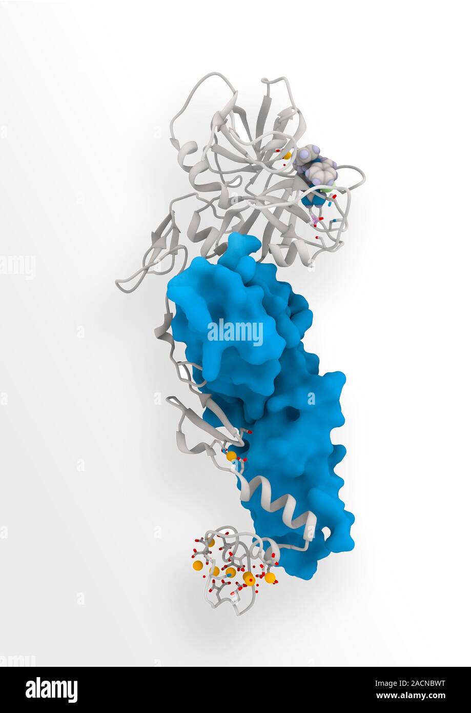 Coagulation factor complex molecule. Molecular model showing a blood ...