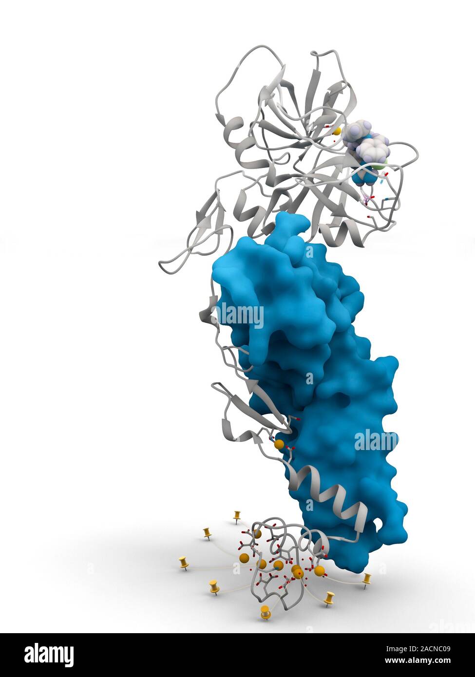 Coagulation factor complex molecule. Molecular model showing a blood ...