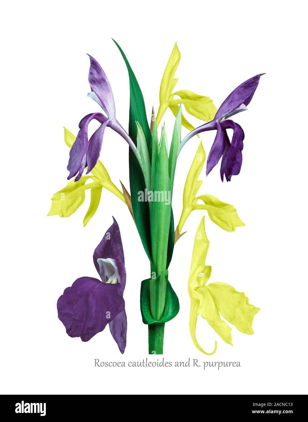 Roscoea cautleoides and Roscoea purpurea, illustration Stock Photo - Alamy