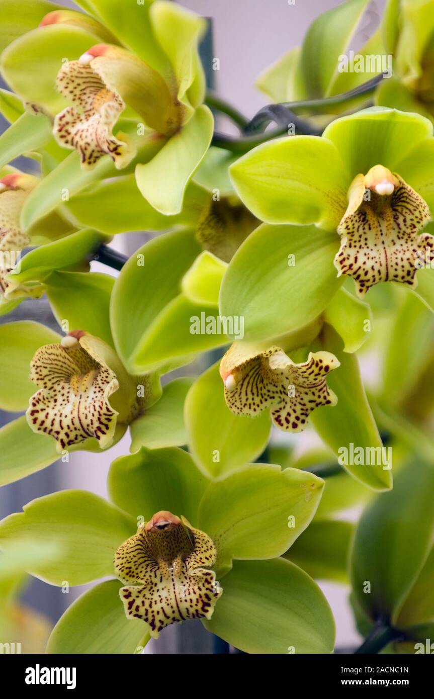 Orchid (Cymbidium sp.) in flower Stock Photo - Alamy