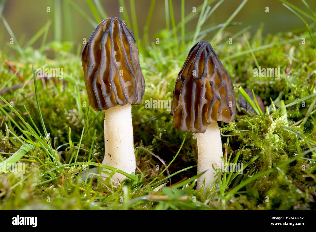 Half-free morel (Mitrophora semilibera) mushrooms Stock Photo - Alamy