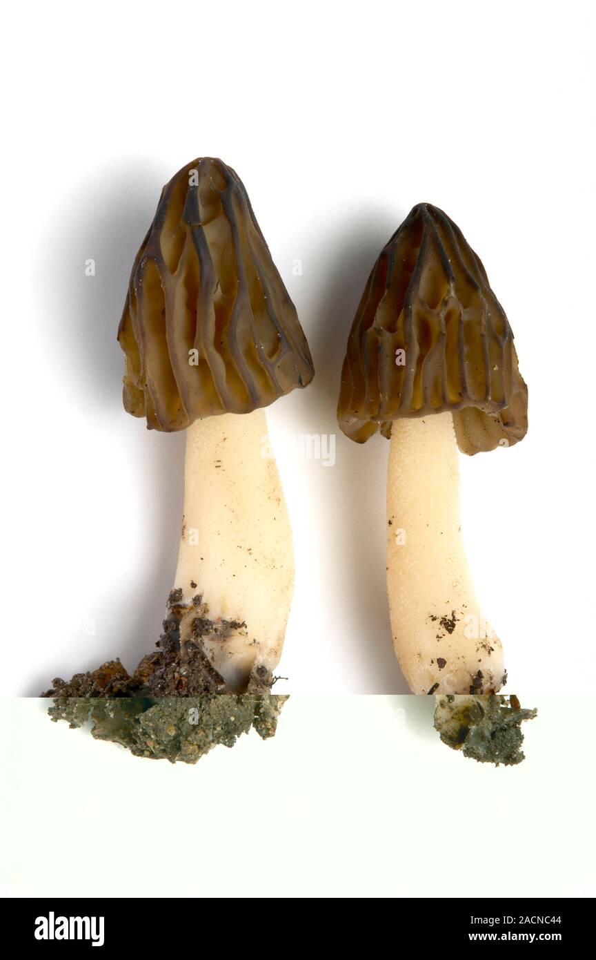 Half-free morel (Mitrophora semilibera) mushrooms Stock Photo - Alamy