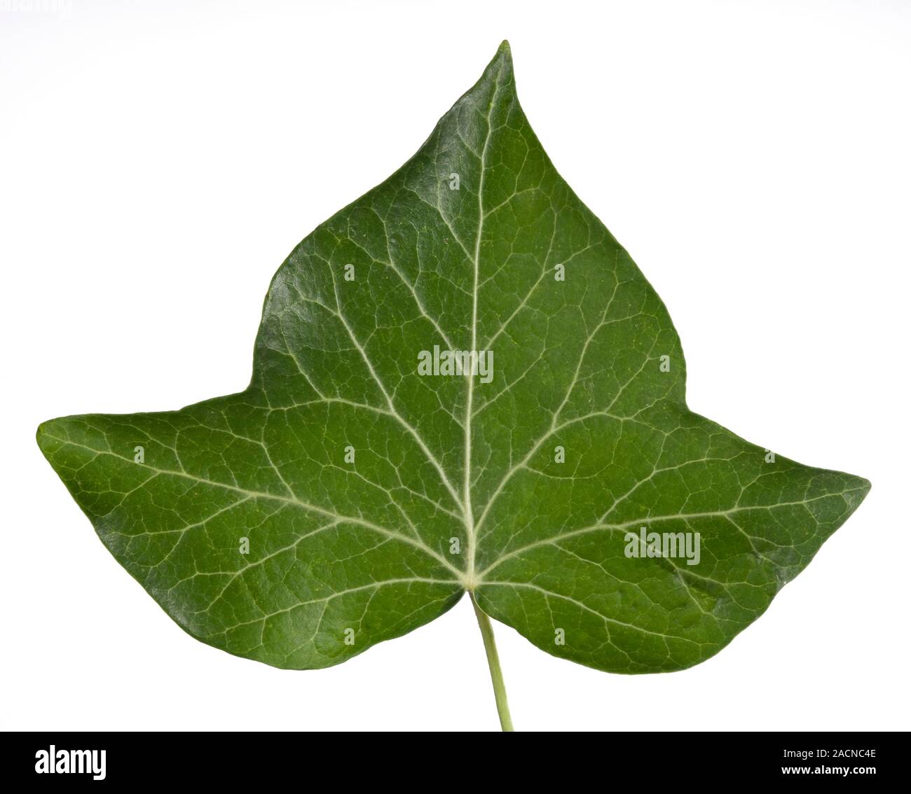 Common ivy (Hedera helix) leaf. This leaf is from a fruitless branch ...
