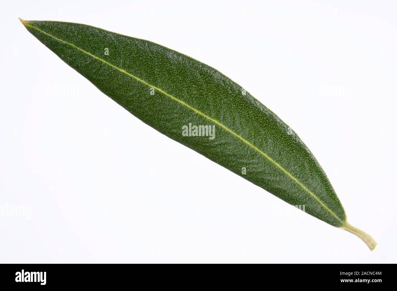Olive (Olea europaea) tree leaf Stock Photo - Alamy