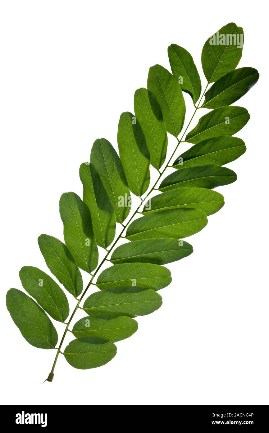 Black locust (Robinia pseudoacacia) leaves Stock Photo - Alamy