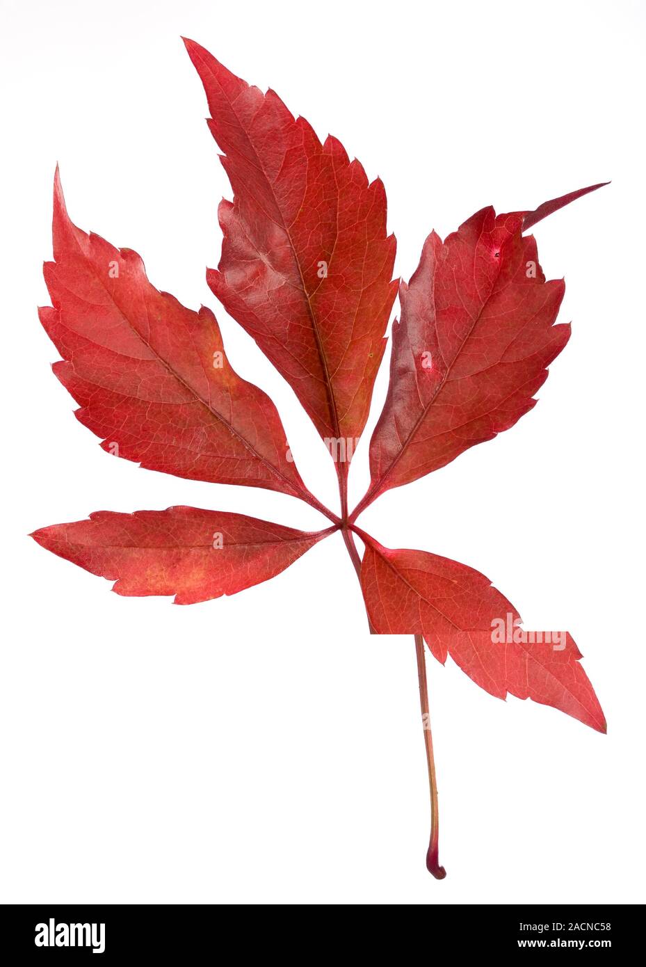 Virginia creeper (Parthenocissus quinquefolia) leaf, in autumn colours ...