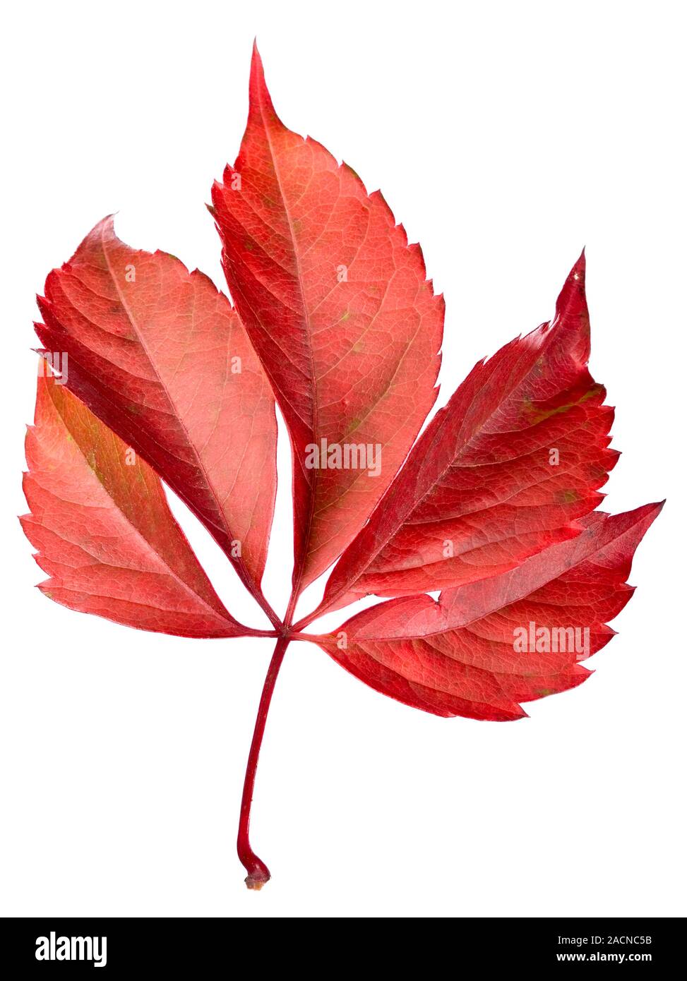 Virginia creeper (Parthenocissus quinquefolia) leaf, in autumn colours ...