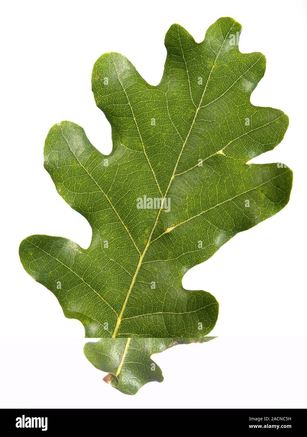 Oak (Quercus robur) leaf Stock Photo - Alamy