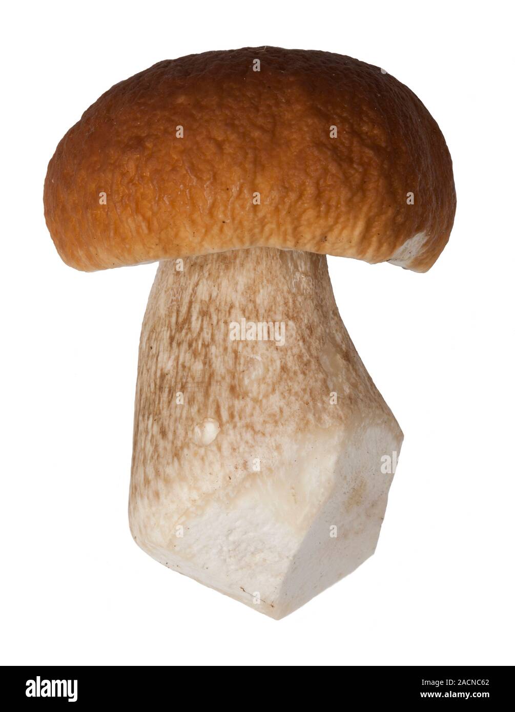 Porcini (Boletus edulis) mushroom Stock Photo - Alamy
