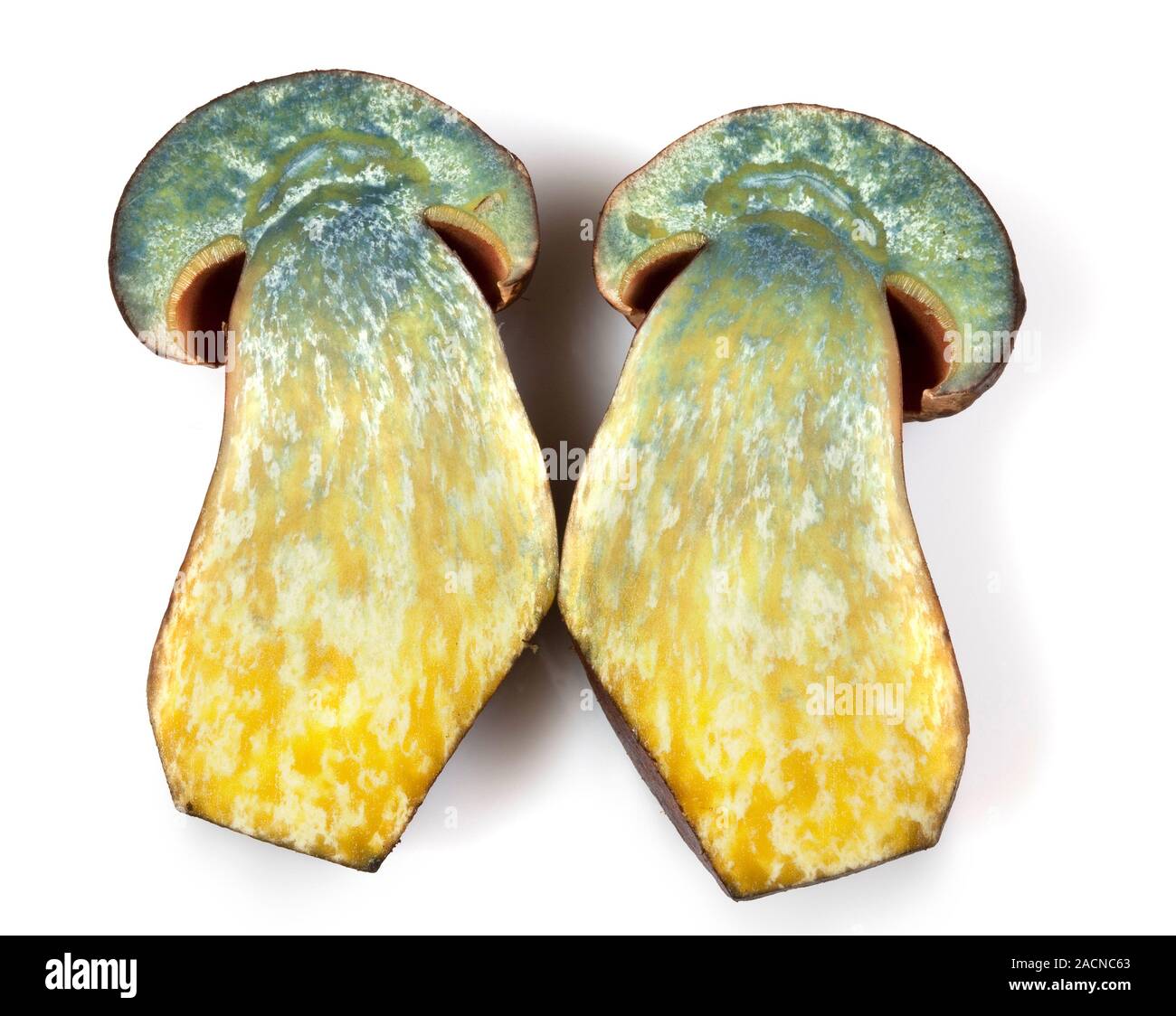 Dotted stem bolete (Boletus erythropus) mushroom, cut in half to show ...