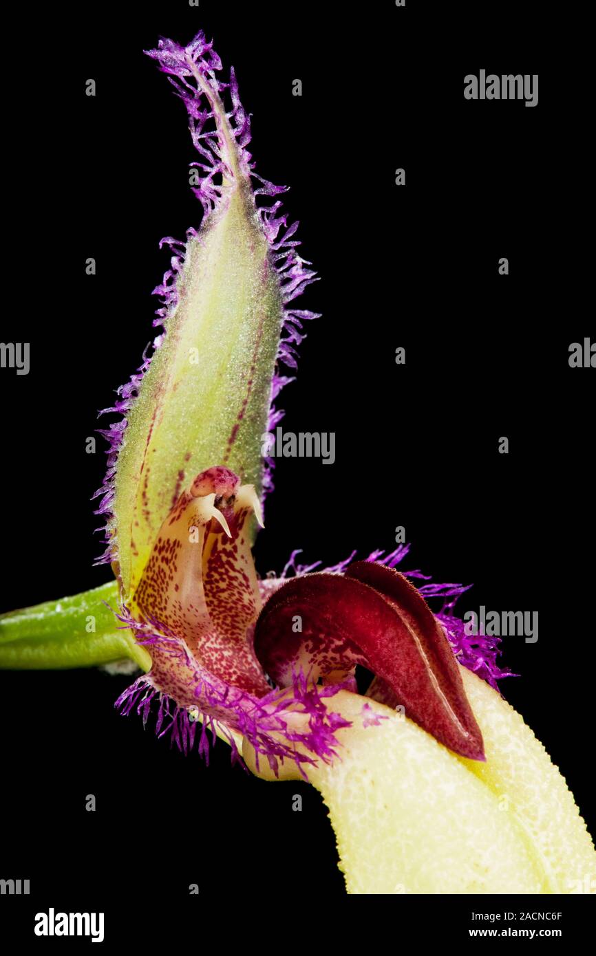 Orchid (Bulbophyllum fascinator) in flower and showing the pollination ...