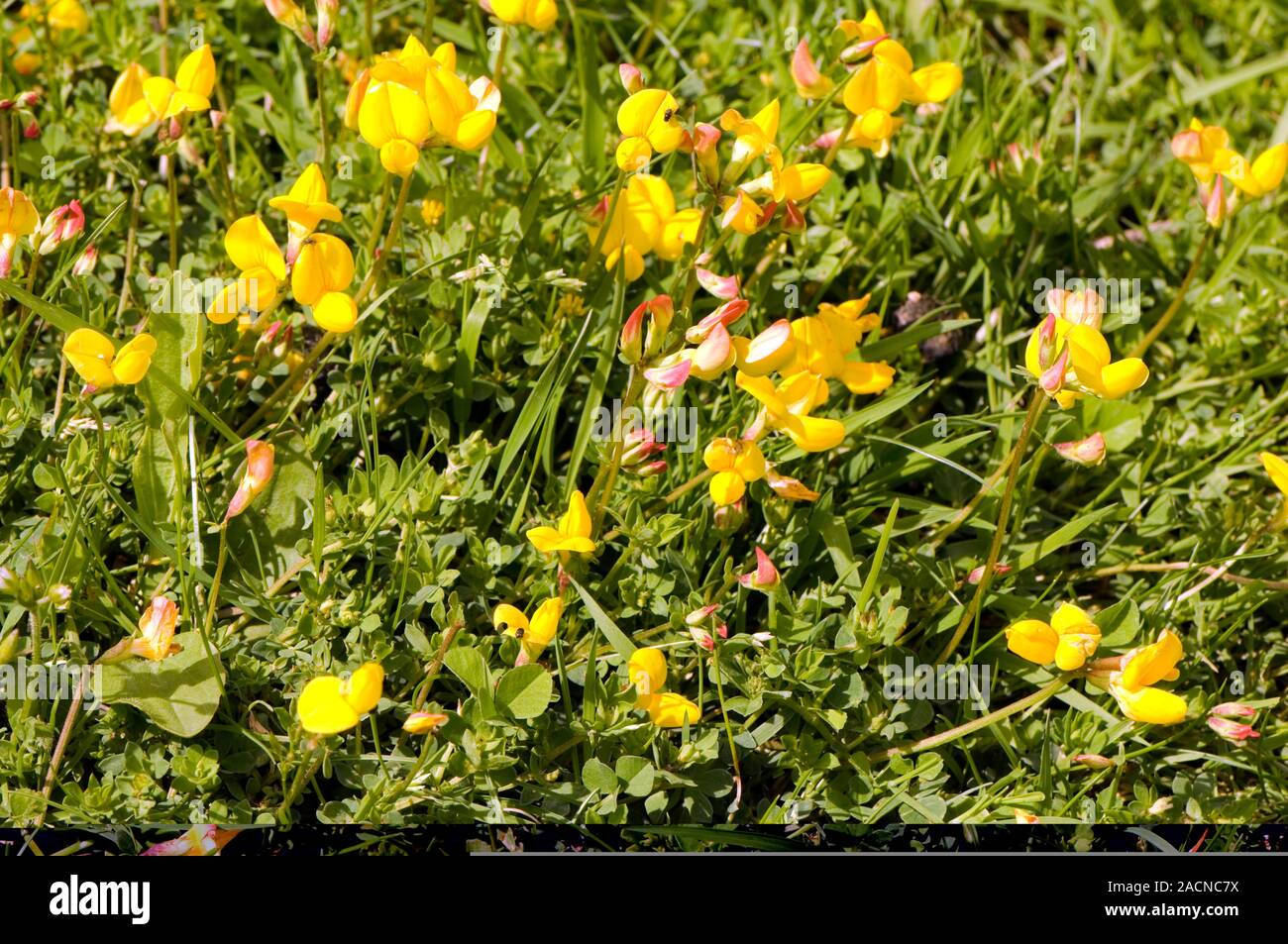 Birdsfoot Trefoil (Lotus corniculatus) in flower Stock Photo - Alamy